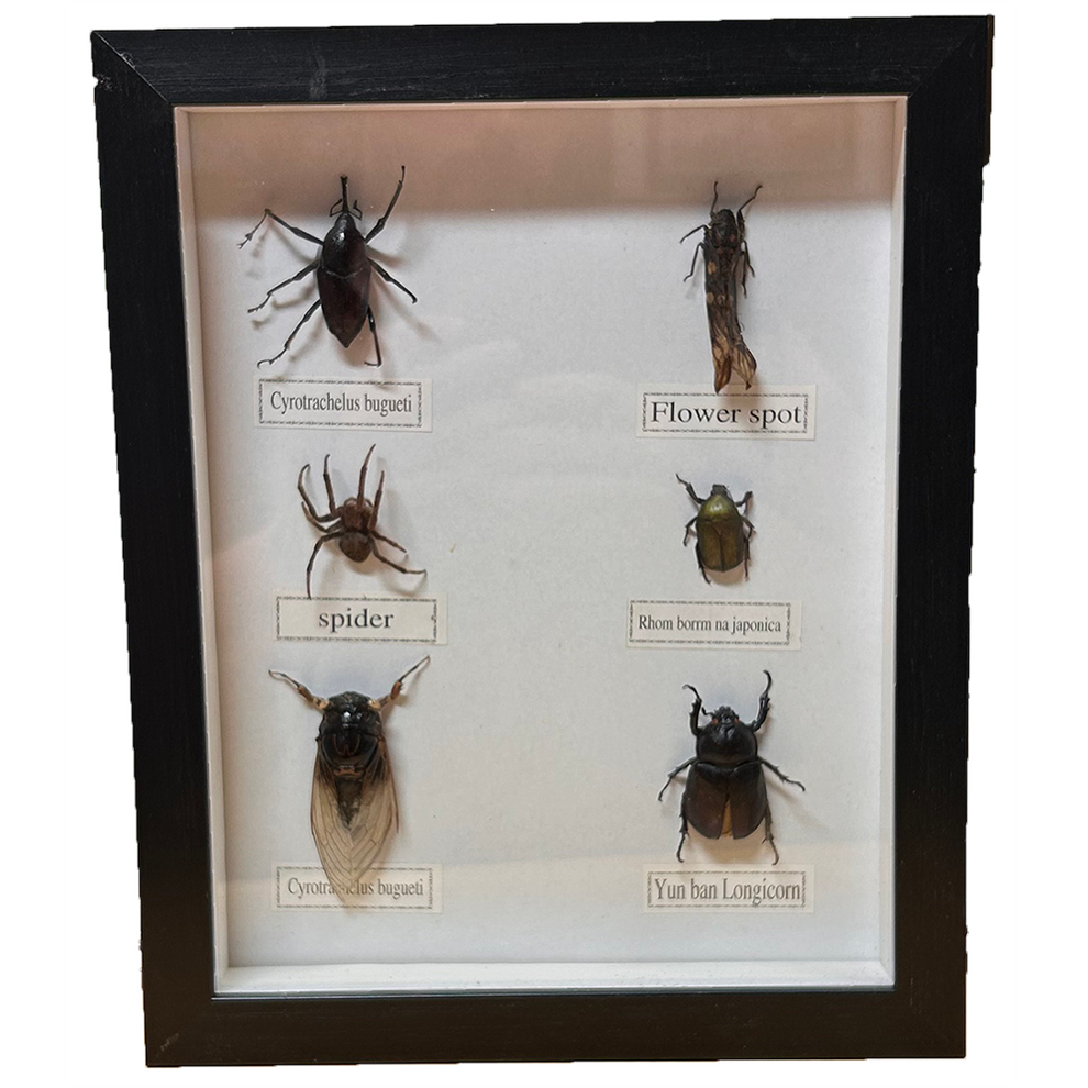 Set of 6 Insects Assorted Bug Specimens in Black Frame – Texas Toy ...