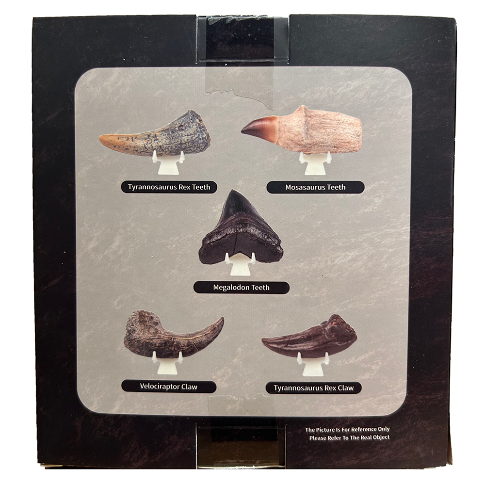 Prehistoric Fossils Paleontology Dig Kit in Retail Box – Texas Toy ...