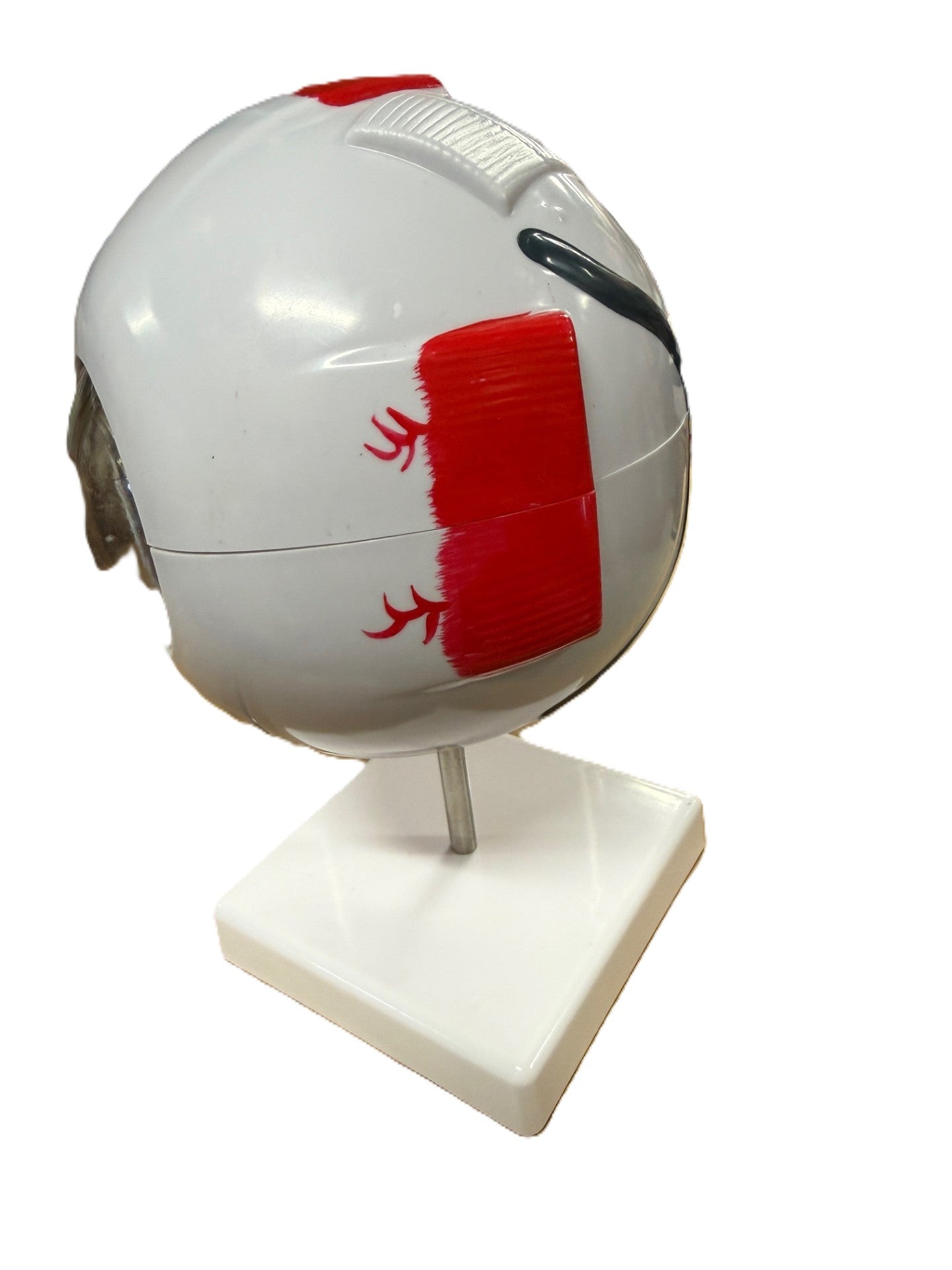 Multi-piece Educational Eyeball – Texas Toy Distribution