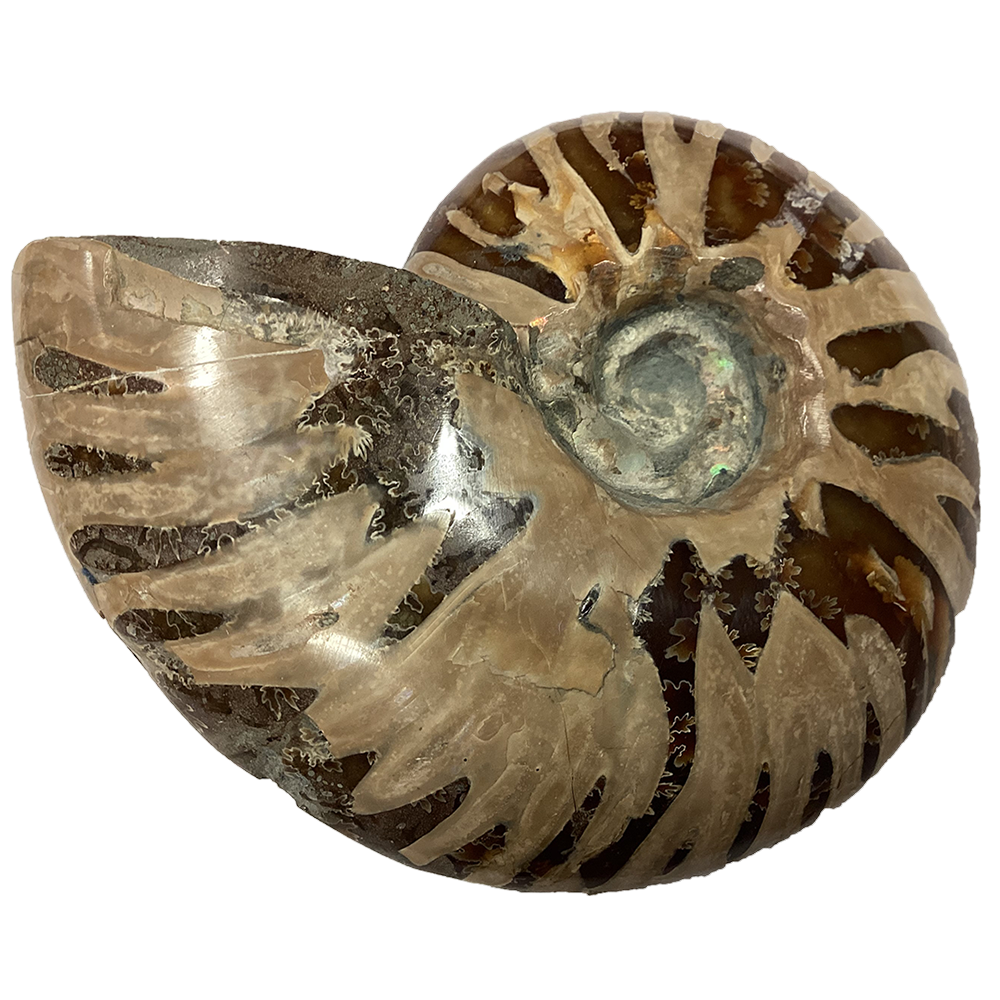 Polished Ammonite Fossil with Suture Patterns – Texas Toy Distribution