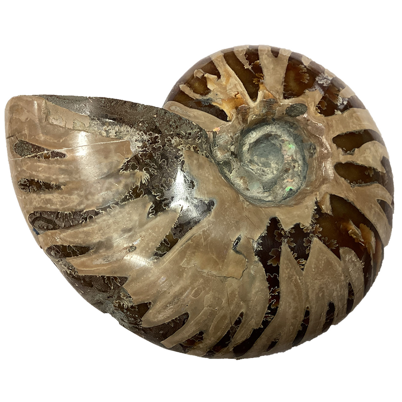 Polished Ammonite Fossil with Suture Patterns – Texas Toy Distribution